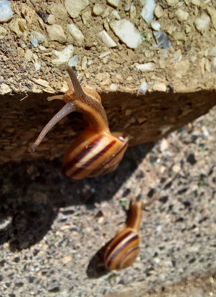 Ini 5 Fakta Mencengangkan tentang Siput – 1minute.id