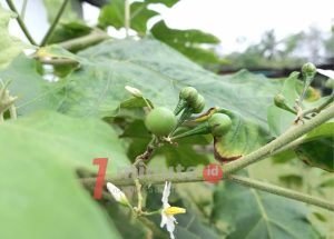 Rimbang, Tanaman Semak yang Memiliki Banyak Manfaat Kesehatan – 1minute.id