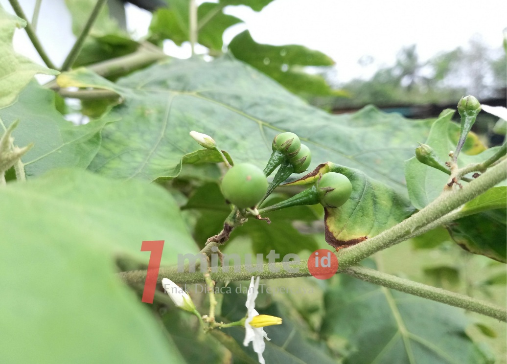 Rimbang, Tanaman Semak yang Memiliki Banyak Manfaat Kesehatan – 1minute.id