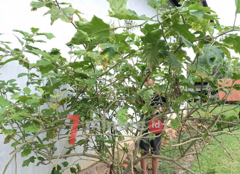 Rimbang, Tanaman Semak yang Memiliki Banyak Manfaat Kesehatan – 1minute.id